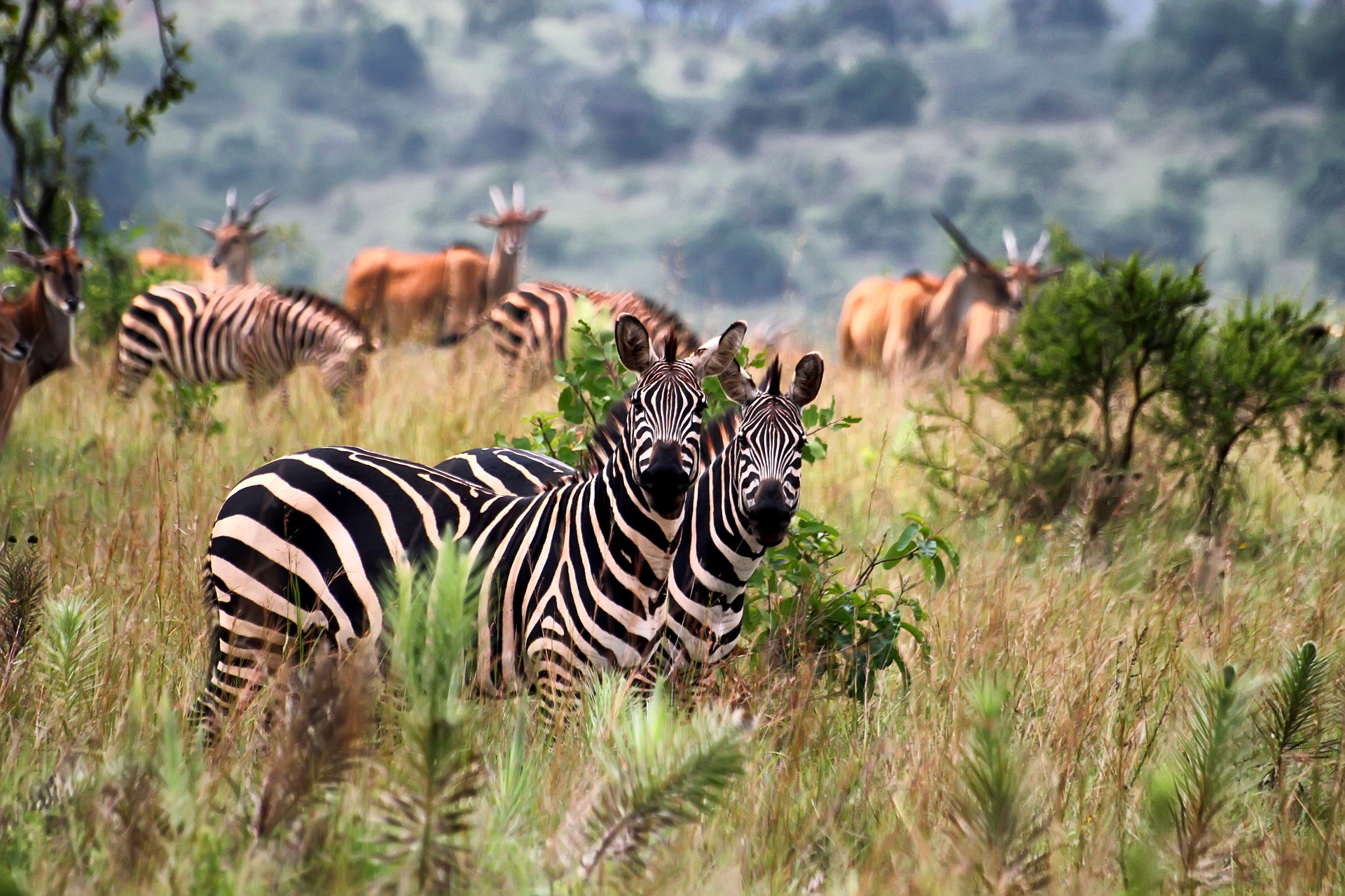 Ruanda Tourismus - Tourist Info und Reiseratgeber